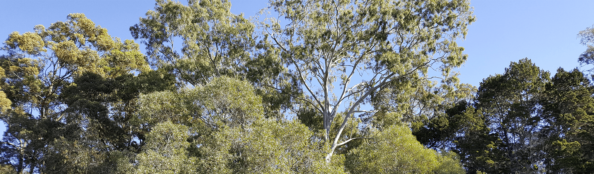 Mooloolaba State School